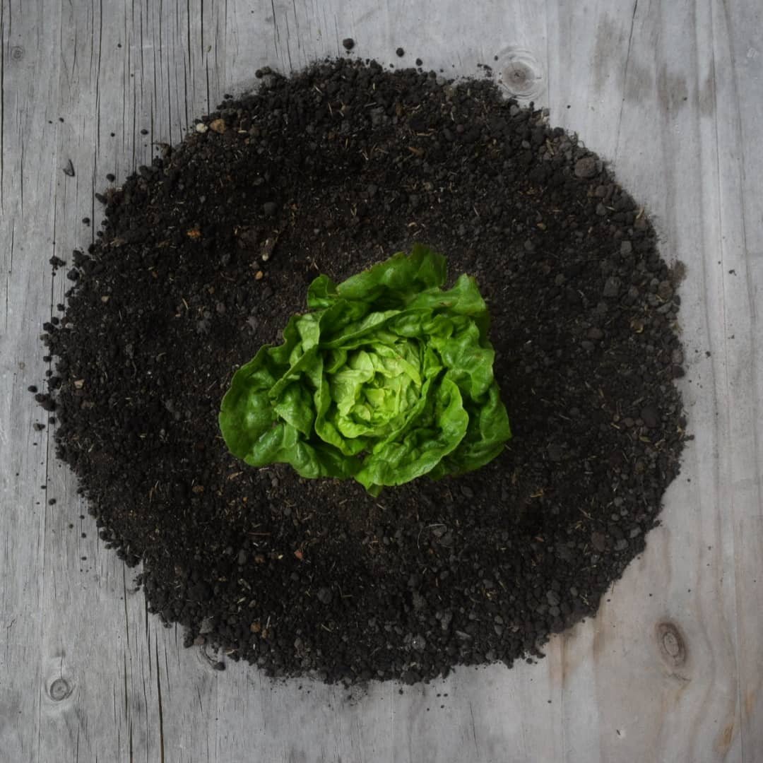 Cogollo - Mercado Cántaro