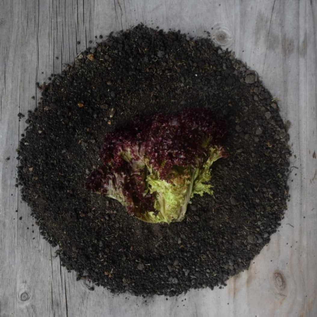 Lechuga morada - Mercado Cántaro